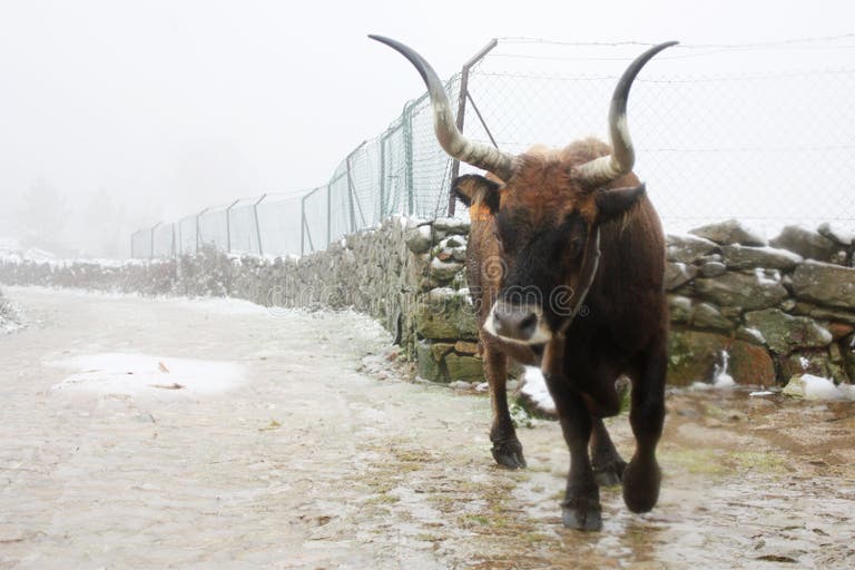 7+ Bull raging Free Stock Photos - StockFreeImages