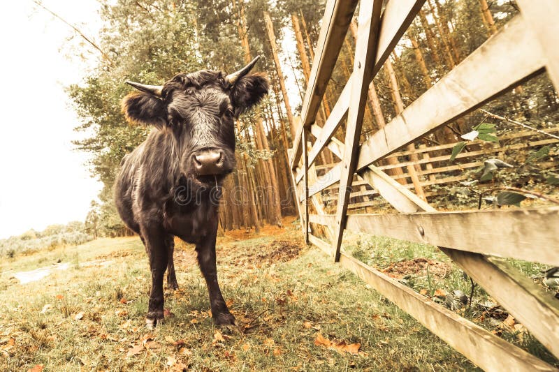 Cow Drooling Stock Photos - Free & Royalty-Free Stock Photos from ...