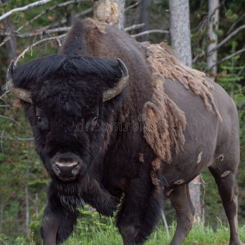 179 Raging Bull Stock Photos - Free & Royalty-Free Stock Photos from ...