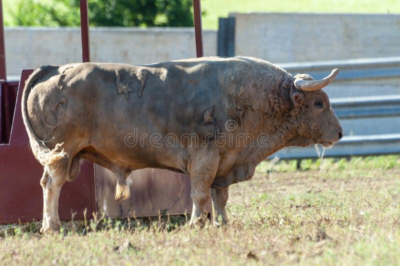 Raging Bull Jabonero at the Trough Stock Photo - Image of ferocious ...