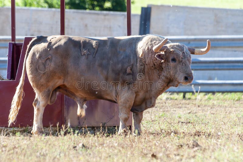Raging Bull Jabonero at the Trough Stock Photo - Image of grass, spain ...