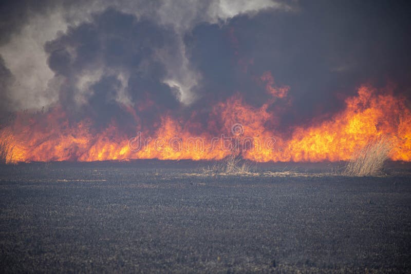 A Raging Fire in the Garden, the Remains of Burnt Fruit Trees in the ...