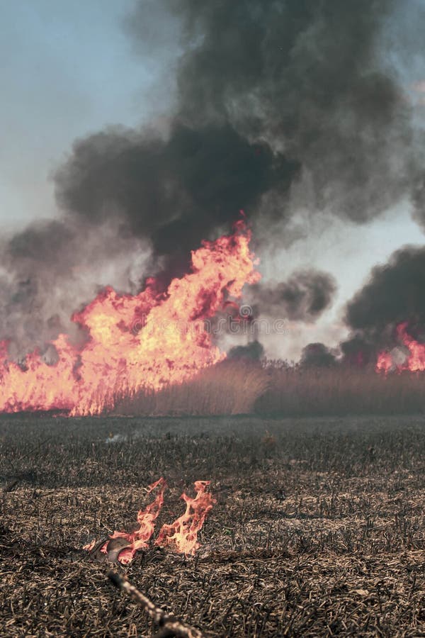A Raging Fire in the Garden, the Remains of Burnt Fruit Trees in the ...