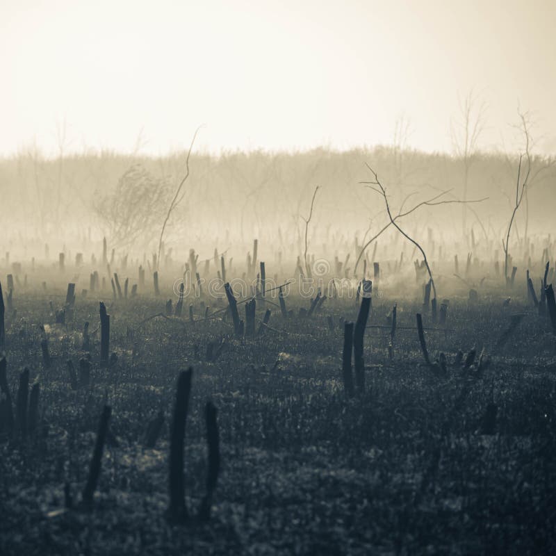 A Raging Fire in the Garden, the Remains of Burnt Fruit Trees in the ...
