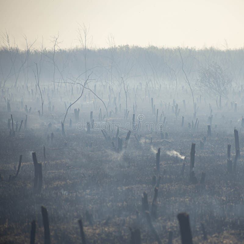 A Raging Fire in the Garden, the Remains of Burnt Fruit Trees in the ...