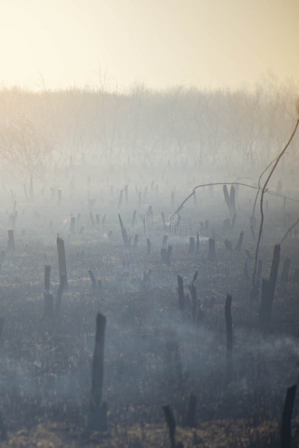 A Raging Fire in the Garden, the Remains of Burnt Fruit Trees in the ...