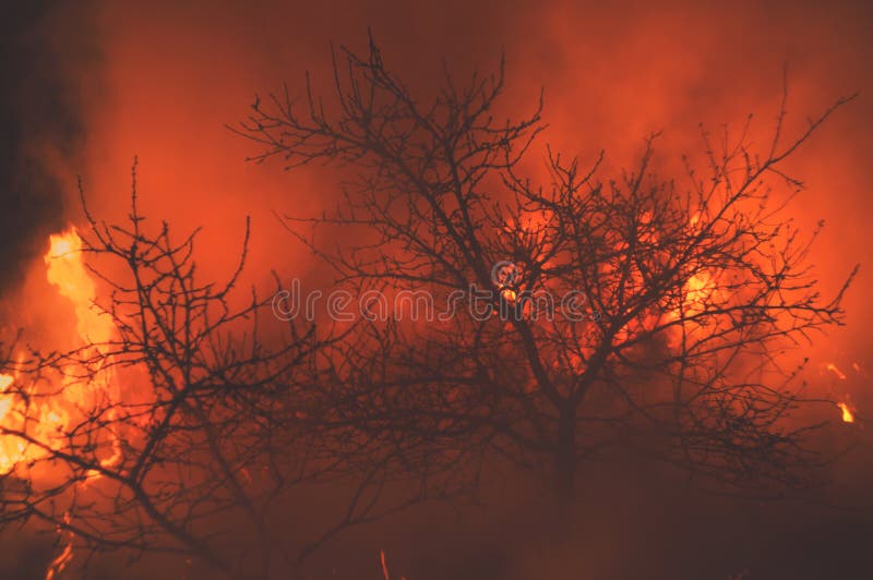 The Raging Flame of Fire Burn in the Fields, Forests and Black Thick ...