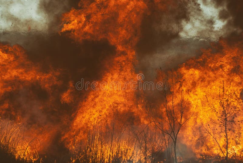The Raging Flame of Fire Burn in the Fields, Forests and Black Thick ...