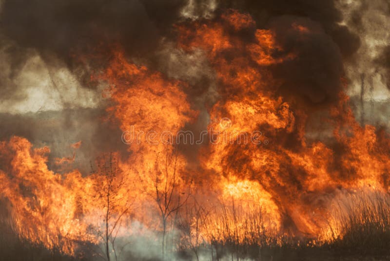 The Raging Flame of Fire Burn in the Fields, Forests and Black Thick ...
