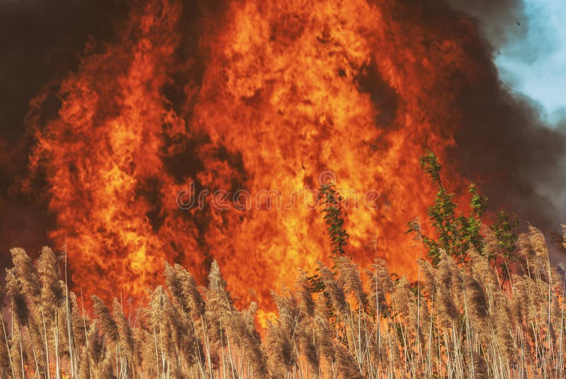 The Raging Flame of Fire Burn in the Fields, Forests and Black Thick ...