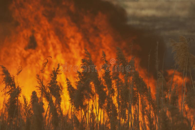 The Raging Flame of Fire Burn in the Fields, Forests and Black Thick ...