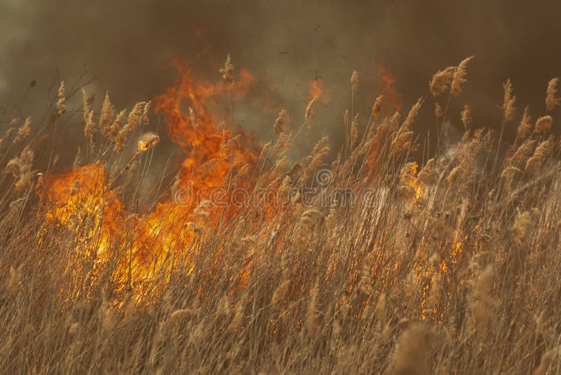 The Raging Flame of Fire Burn in the Fields, Forests and Black Thick ...