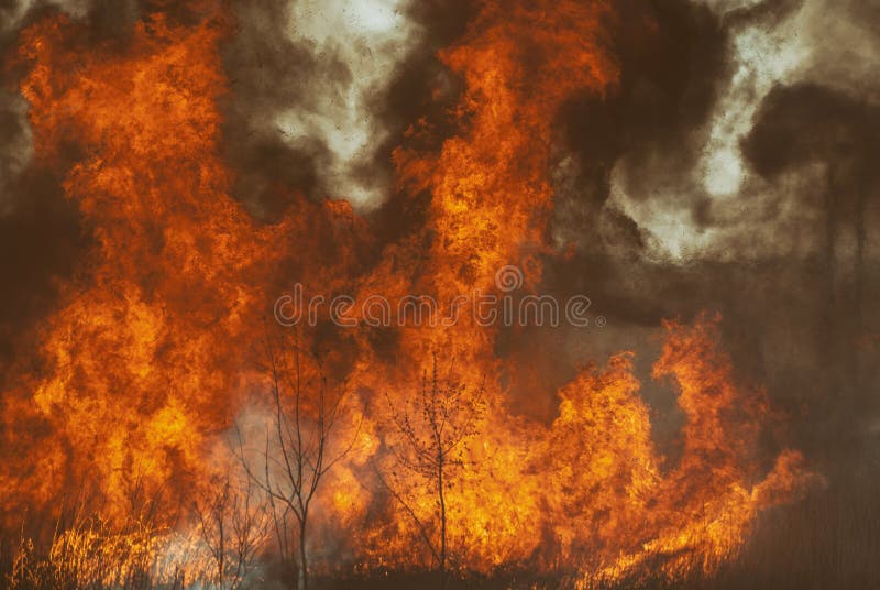The Raging Flame of Fire Burn in the Fields, Forests and Black Thick ...