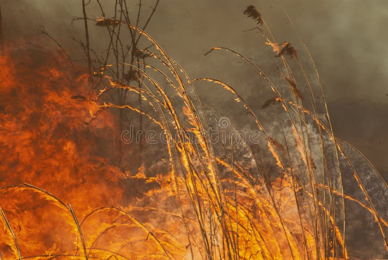 Fire and acrid smoke stock photo. Image of fire, home - 23707842