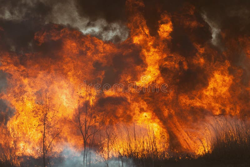 The Raging Flame of Fire Burn in the Fields, Forests and Black Thick ...