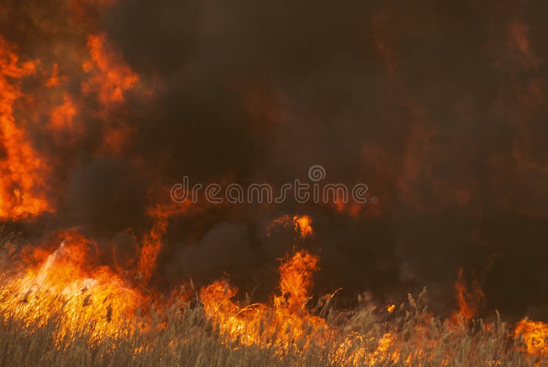 The Raging Flame of Fire Burn in the Fields, Forests and Black Thick ...