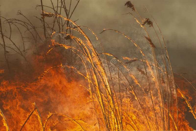 The Raging Flame of Fire Burn in the Fields, Forests and Black Thick ...