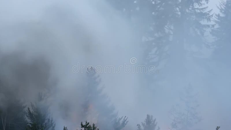 The Raging Forest Fire Creates a Massive Column of White Smoke ...