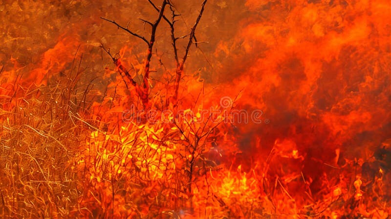 Raging Forest Fire and Flames Consuming Trees Stock Footage - Video of ...