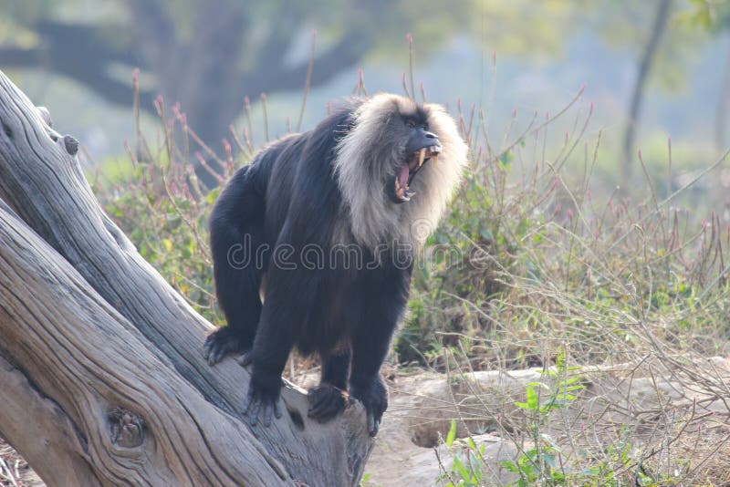 Raging Monkey stock photo. Image of anger, rage, teeth - 83049520