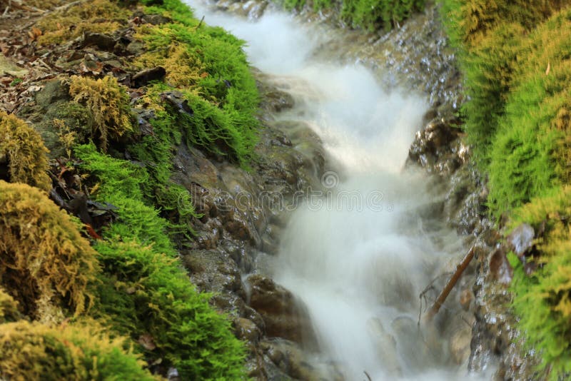 Raging Waterfalls Surrounded by Trees and Rocks Stock Photo - Image of ...