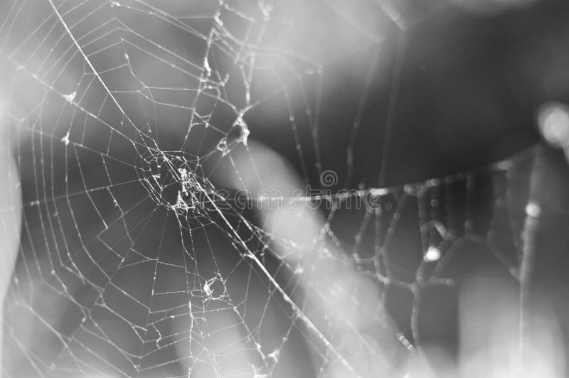 Ragnatele Su Un Fondo Grigio Fotografia Stock - Immagine di rete, ragno ...