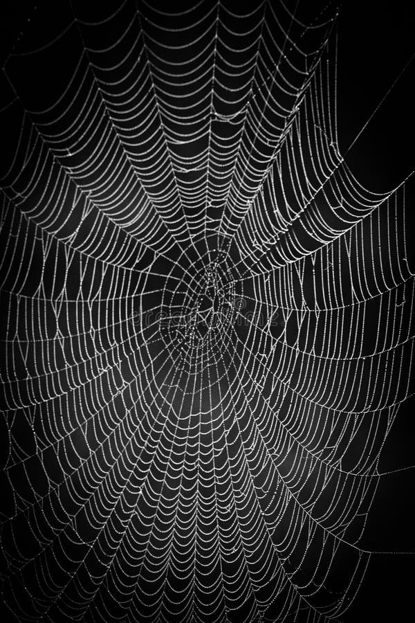 Ragnatele Su Uno Sfondo Naturale Immagine Stock - Immagine di estratto ...