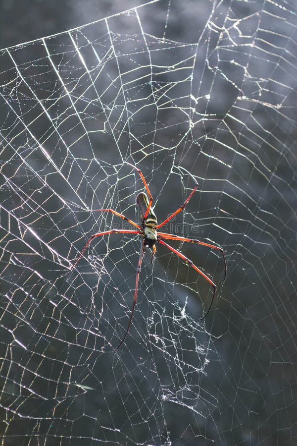 Ragno Della Palma Delle Seychelles Fotografia Stock - Immagine di ...
