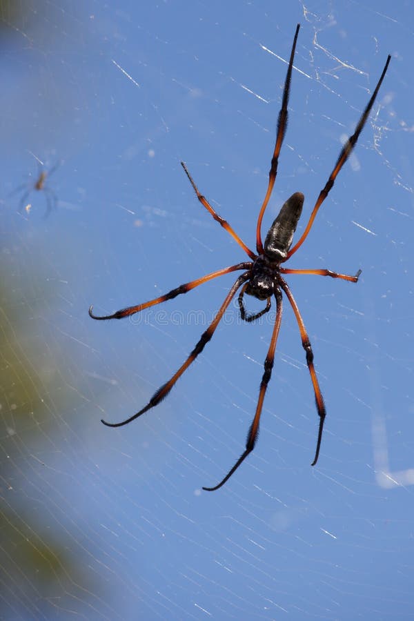 Ragno 1 della palma fotografia stock. Immagine di timore - 27663030