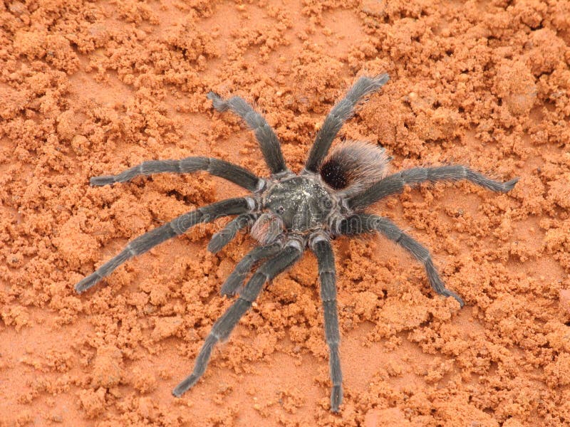 Ragno immagine stock. Immagine di tarantola, pericoloso - 29544389