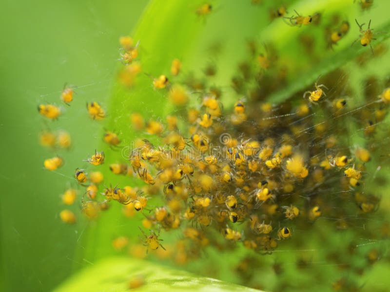 Macro Gruppo Dei Ragni Del Bambino Nido Del Ragno Immagine Stock ...