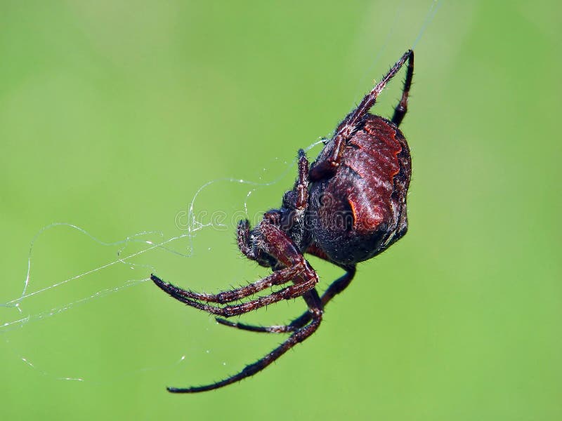 Ragno fotografia stock. Immagine di ragno, insetto, marrone - 406850