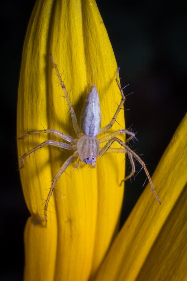 Ragno immagine stock. Immagine di nave, colorato, colore - 63720657