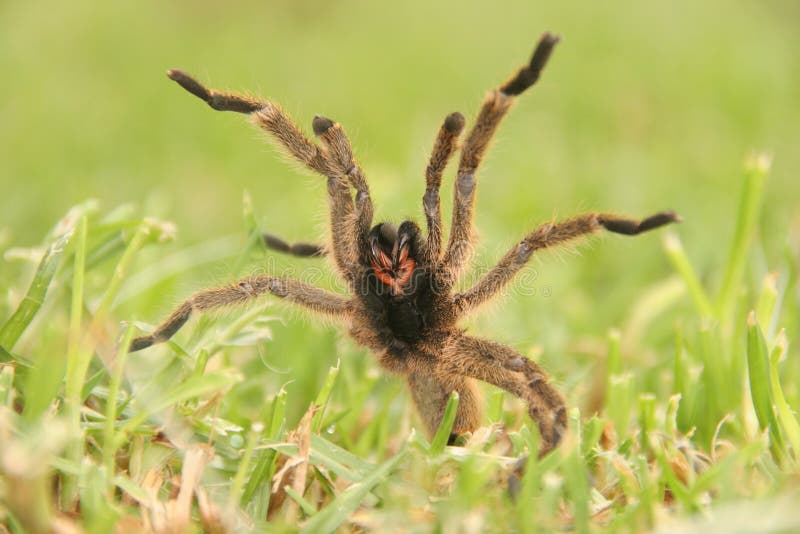 Ragno Del Babbuino & X28; Robustus& X29 Di Brachionopus; Nel Sudafrica ...