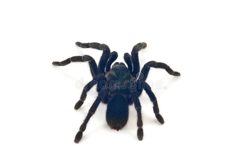 Ragno Tarantola fotografia stock. Immagine di predatore - 20967758