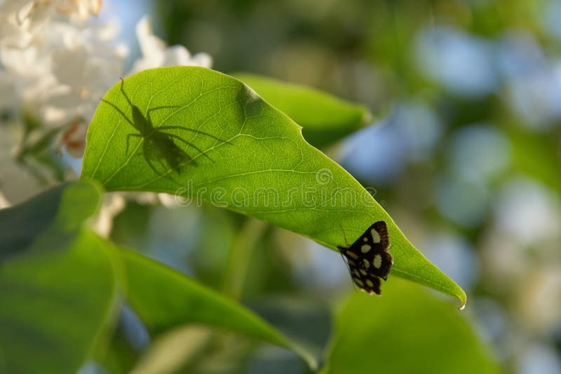 Ragno della farfalla immagine stock. Immagine di ragno - 11663525