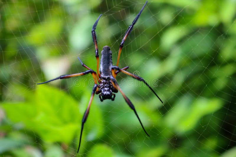 Ragno Della Palma Delle Seychelles Fotografia Stock - Immagine di ...