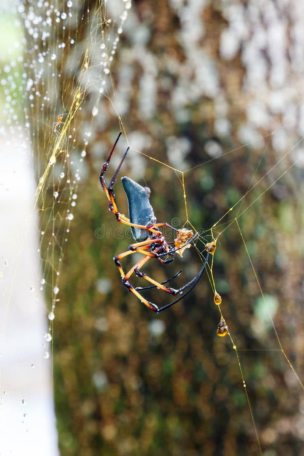 Ragno Della Palma Dopo La Pioggia. Immagine Stock - Immagine di oceano ...