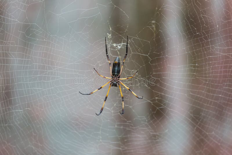 Ragno Della Palma, Mahe, Seychelles Fotografia Stock - Immagine di ...