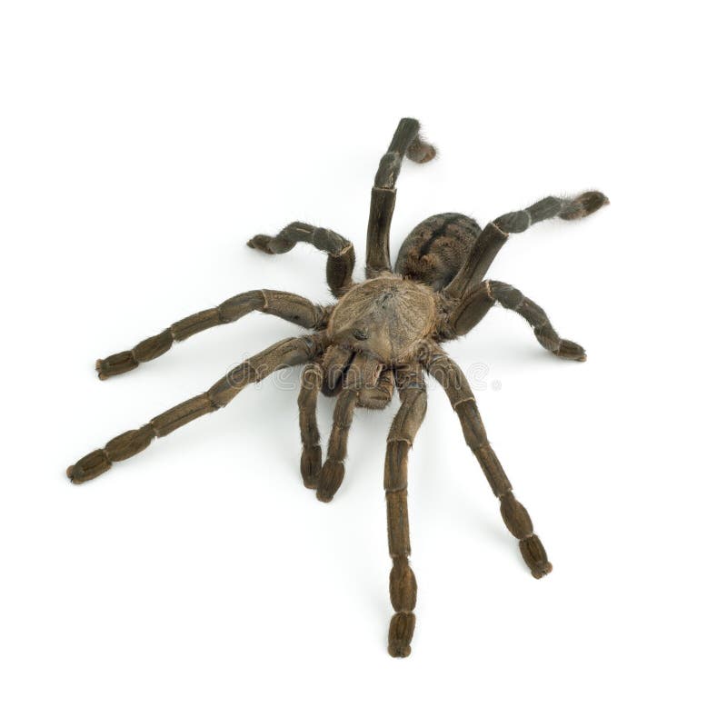 Ragno della tarantola fotografia stock. Immagine di thailandia - 31607622