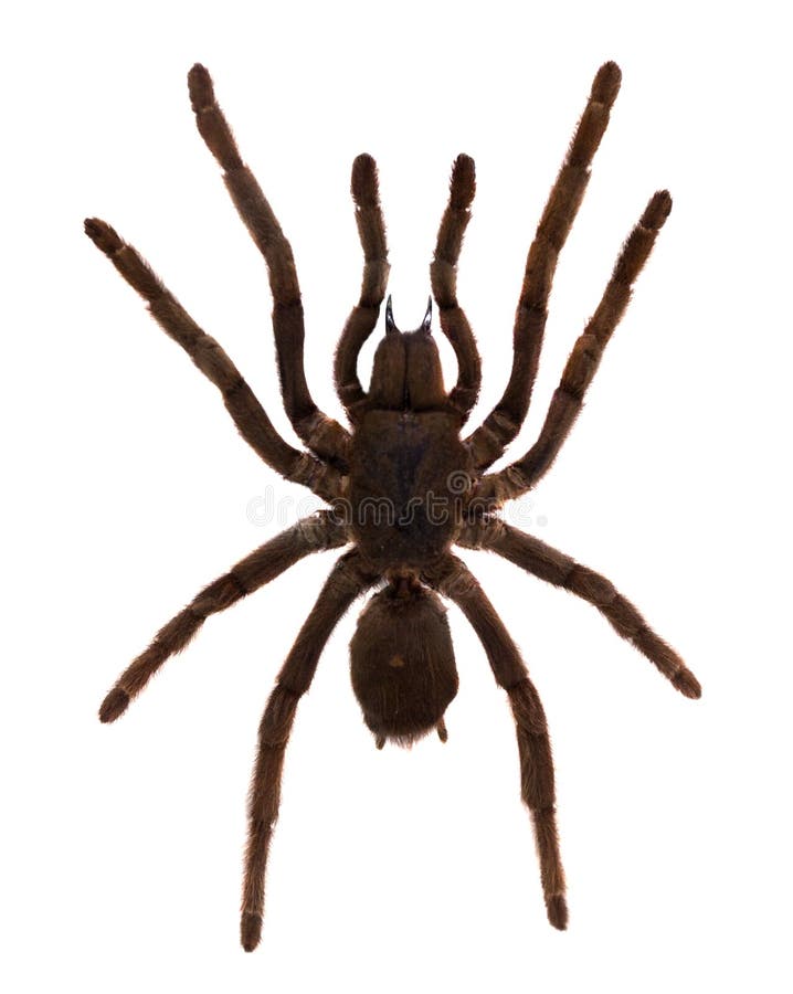 Ragno Della Tarantola. Isolato Sopra Bianco Fotografia Stock - Immagine ...