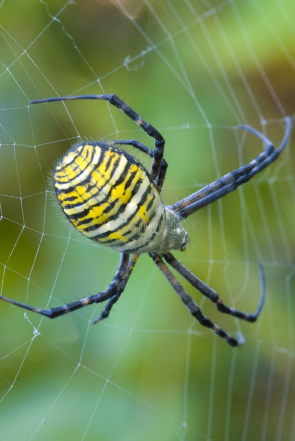 Ragno Della Vespa, Bruennichi Del Argiope, Isolato Immagine Stock ...