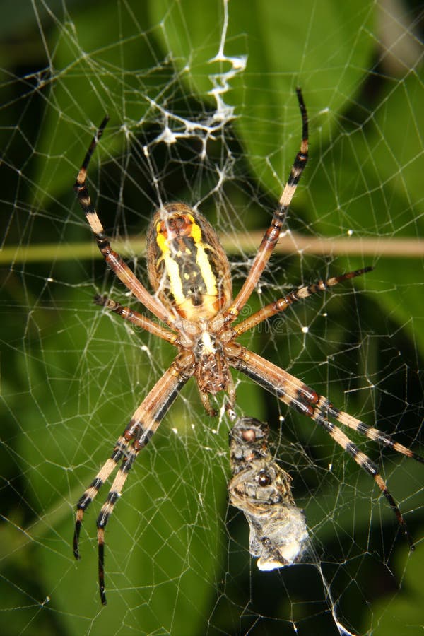 Ragno Della Vespa (bruennichi Del Argiope) Immagine Stock - Immagine di ...