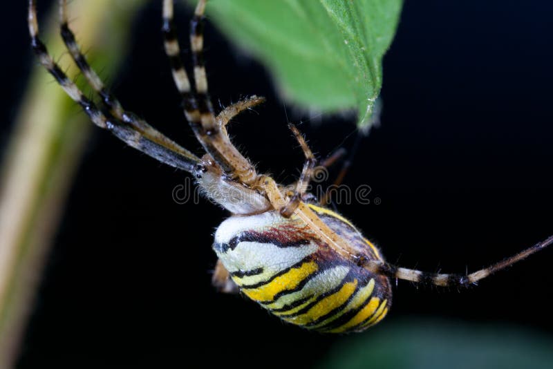 Ragno Della Vespa (bruennichi Del Argiope) Immagine Stock - Immagine di ...