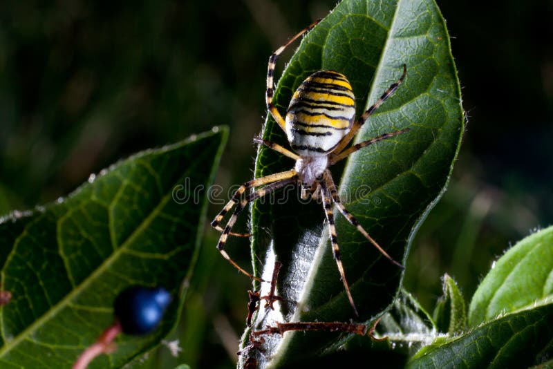 Ragno Della Vespa (bruennichi Del Argiope) Fotografia Stock - Immagine ...