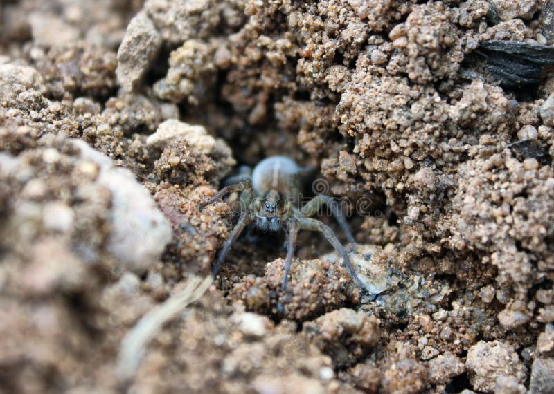 266 Morso Del Lupo Foto - Foto Stock Gratis e Royalty-Free da Dreamstime