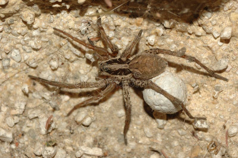 Ragno Di Lupo (tarantola Del Lycosa) Fotografia Stock - Immagine di ...