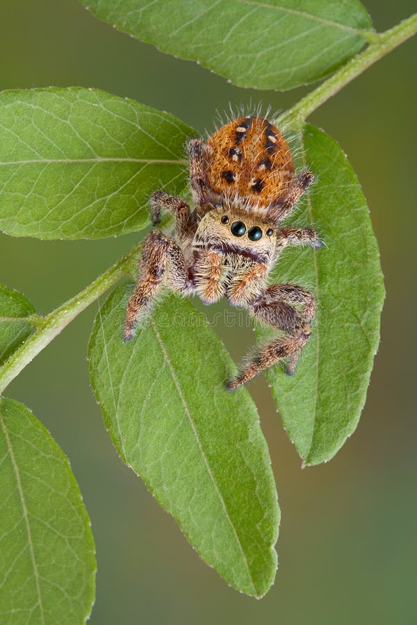 Ragno Di Salto Con Le Zanne in Mosca Fotografia Stock - Immagine di ...