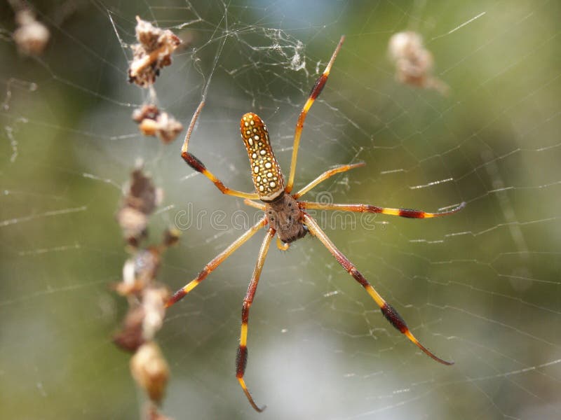 Ragno Tessitore Dorato Di Seta Fotografia Stock - Immagine di foglio ...