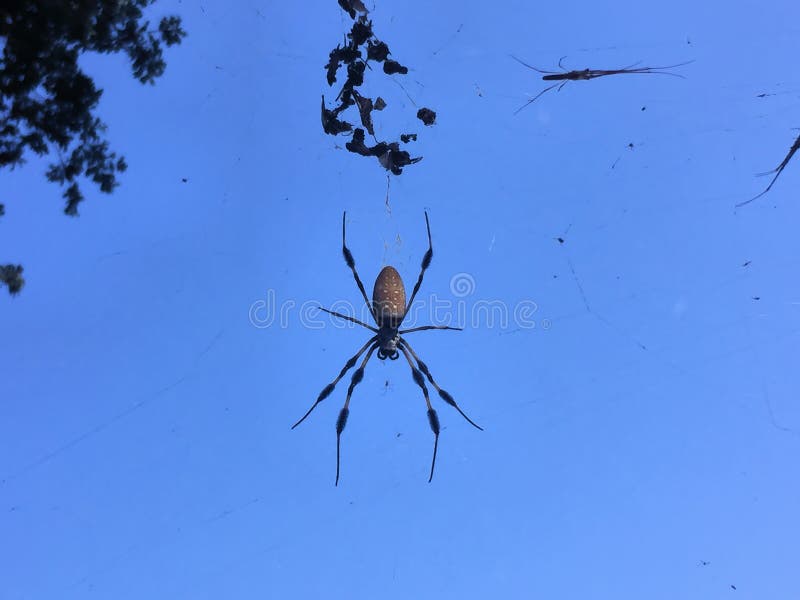 Ragno Di Seta Dorato Del Tessitore Del Globo Immagine Stock - Immagine ...